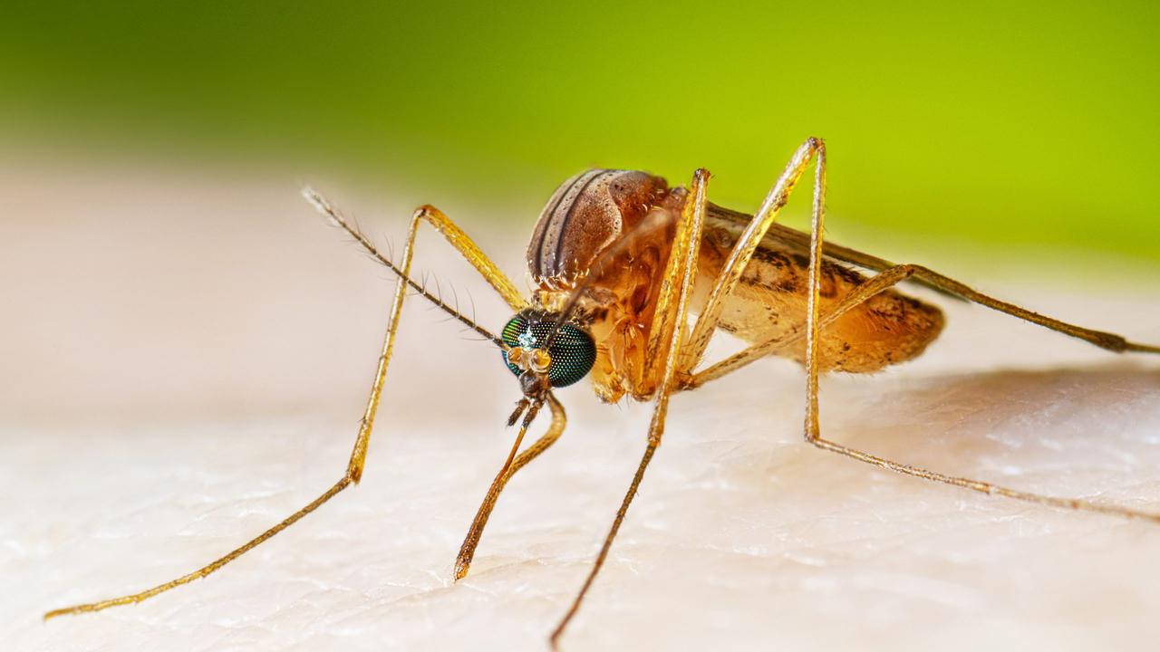 Traveller dies from mozzie-borne disease