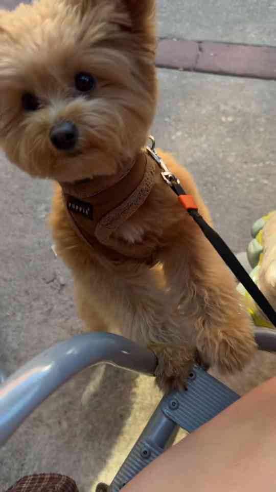 Tiny Pomapoo Barney shows his calm and adorable side