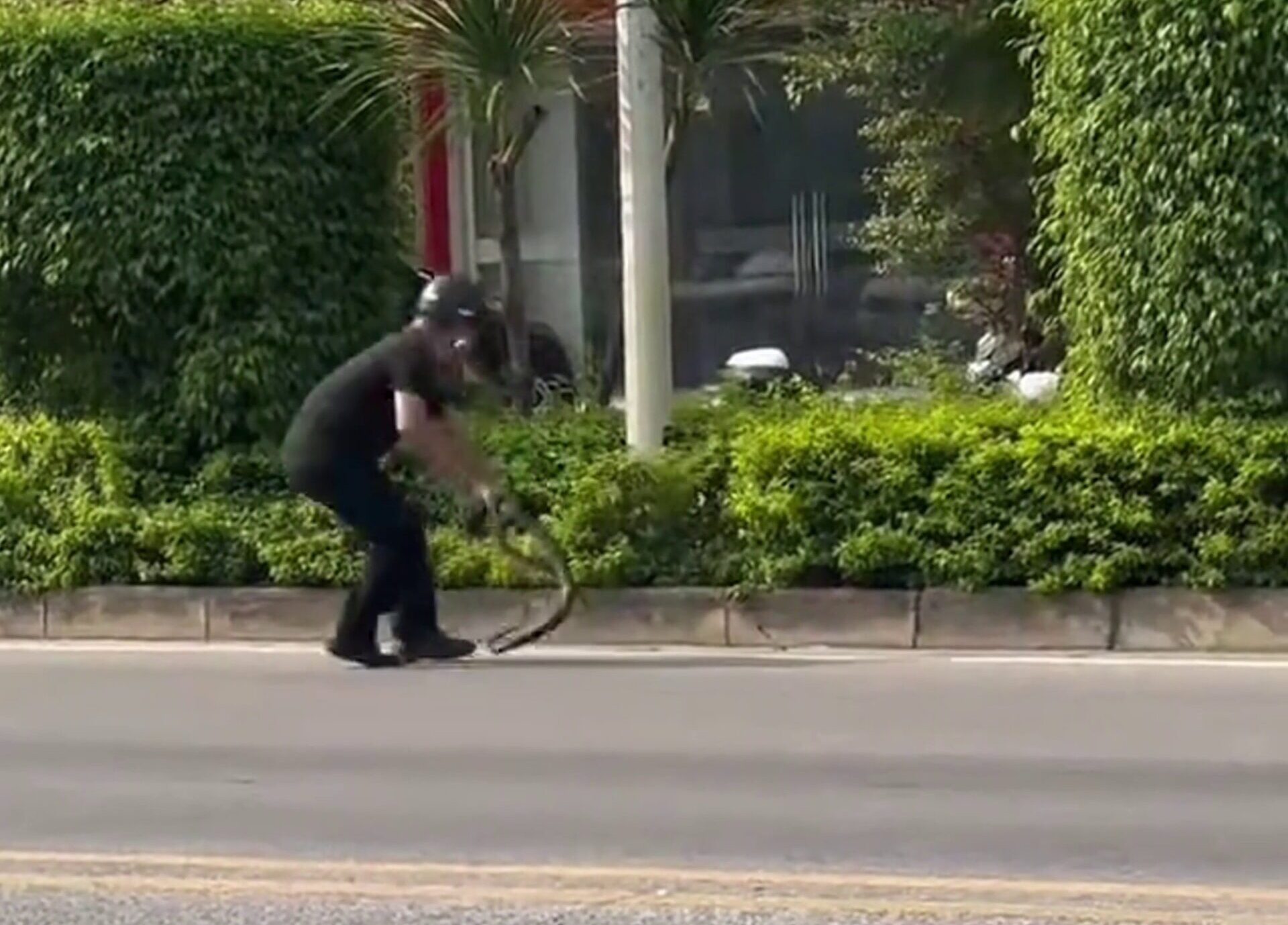 Motorcyclist rescues snake from busy road using bare hands