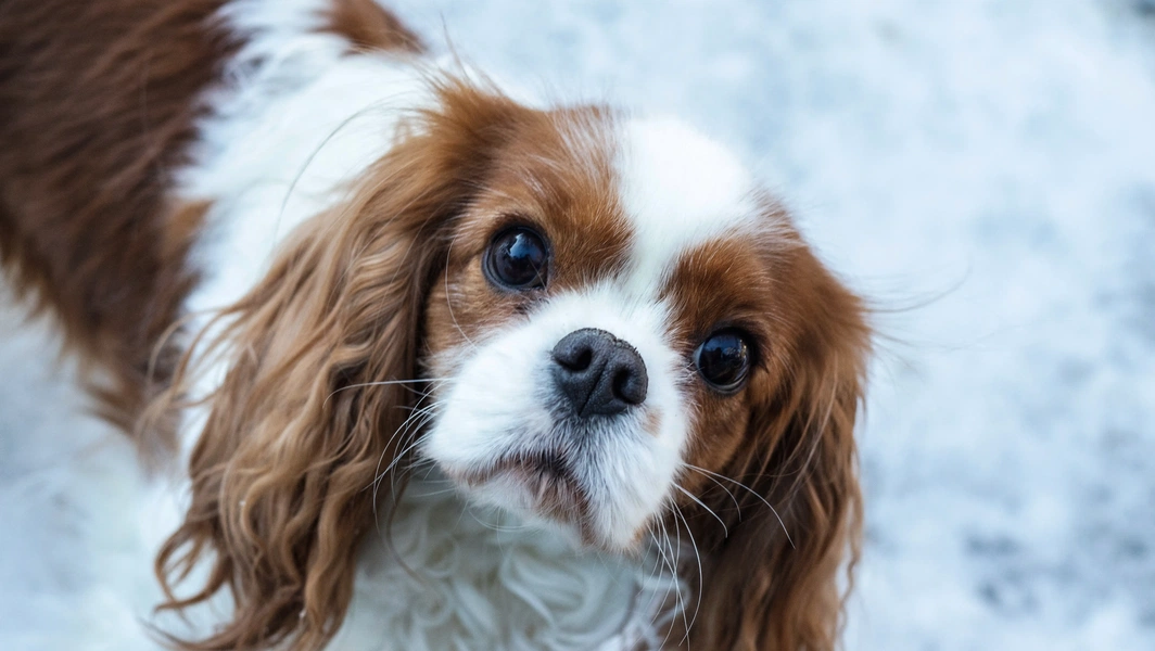 15 quiet dog breeds for peaceful living