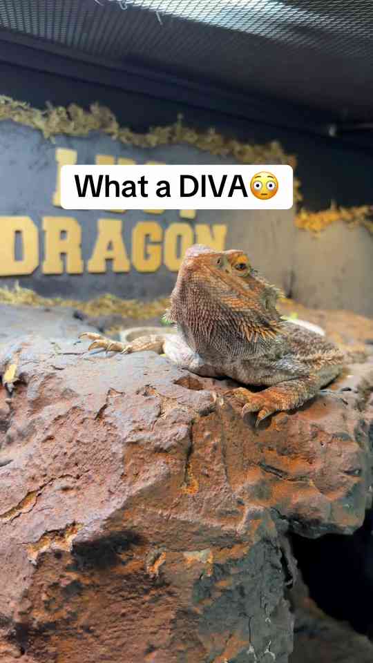 Lucy the bearded dragon shows off her playful personality
