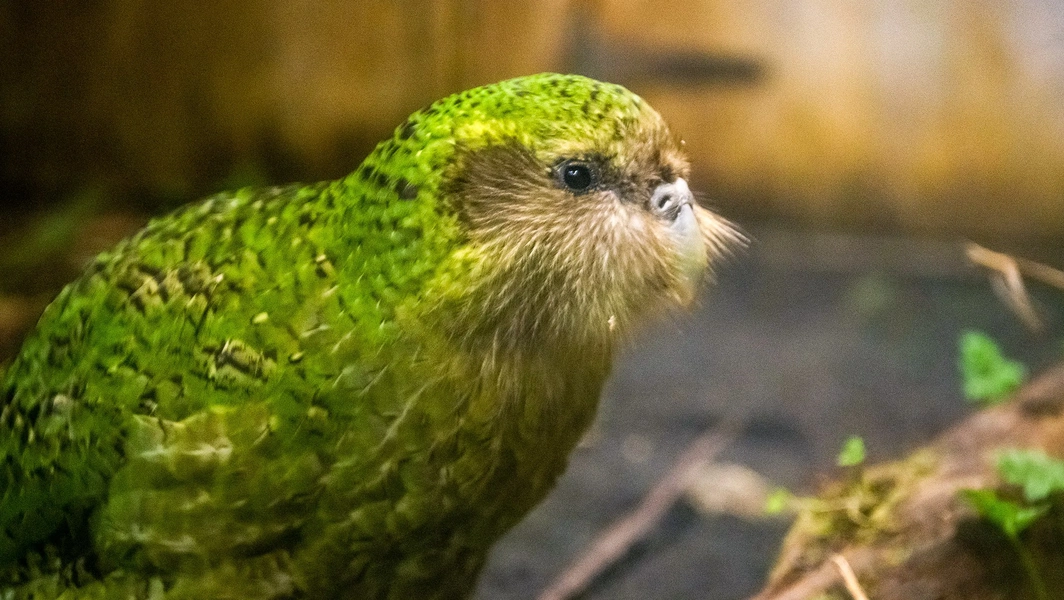 13 rare species, phenomena, and human achievements