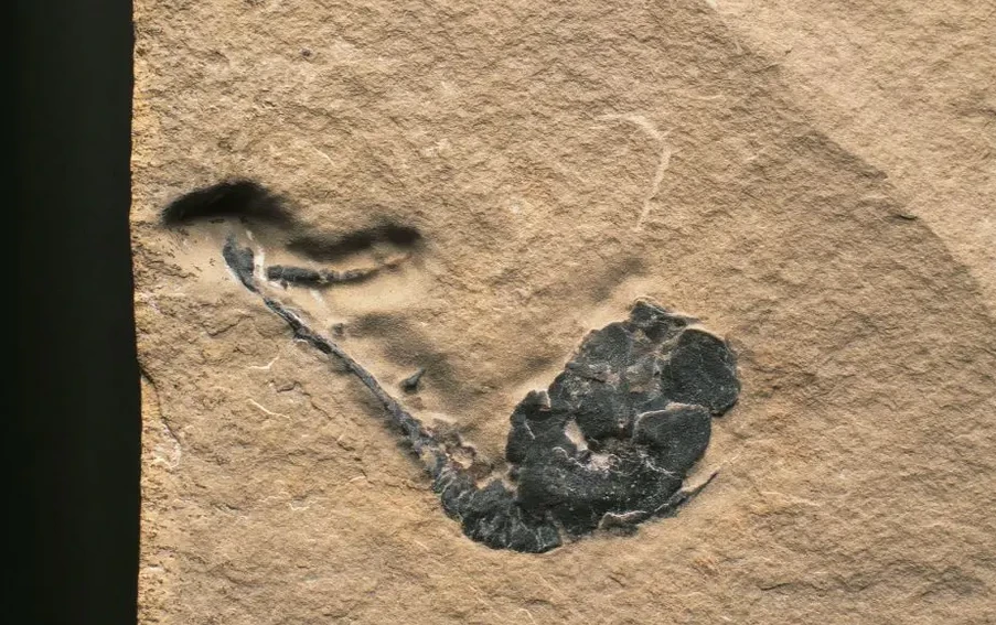 Study links sexual reproduction to ancient biodiversity boom
