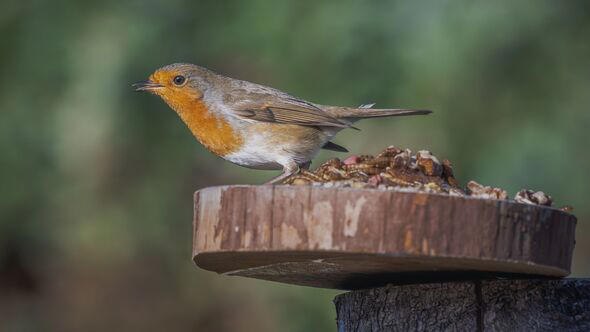 Gardeners to take one crucial step now to protect robins in their gardens