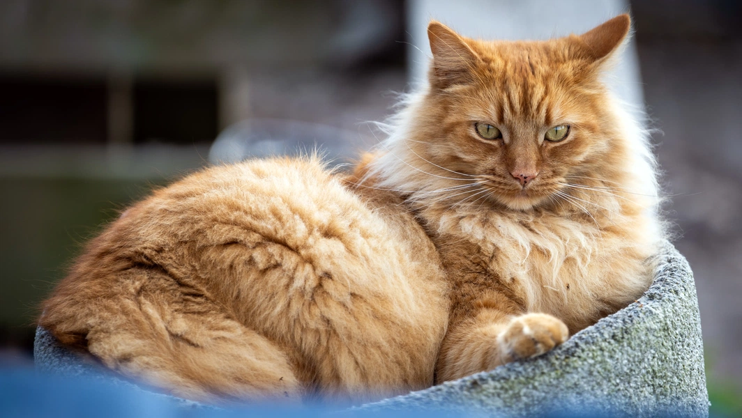 How to keep cats safe and comfortable alone
