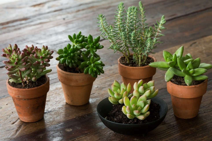10 things nobody tells you about sedum
