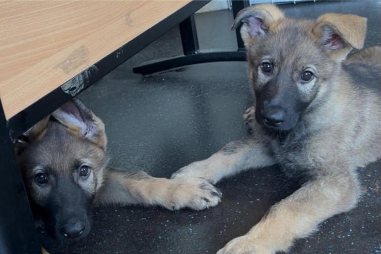 The cutest photos of puppy police dogs training to track down Wearside ...