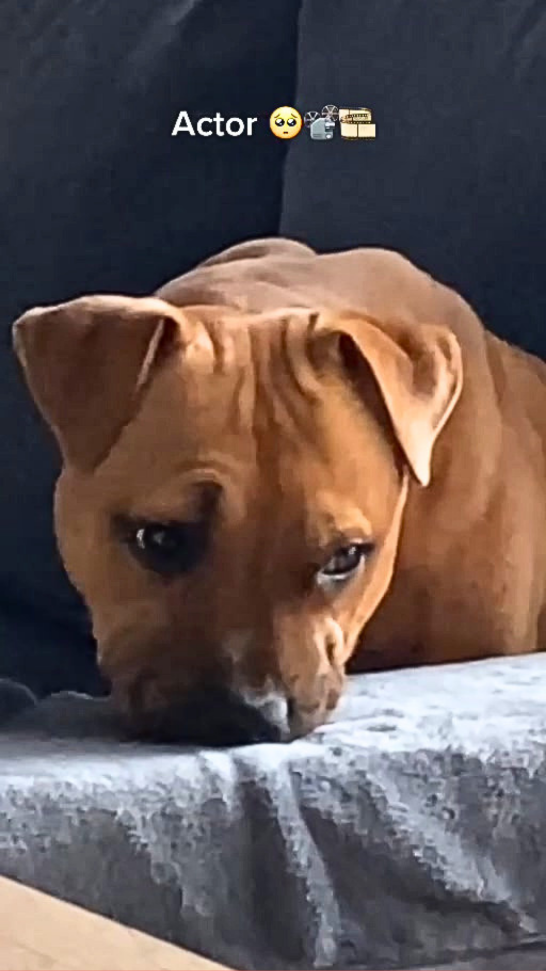 Donnez-lui un Oscar, chien Staffordshire drôle