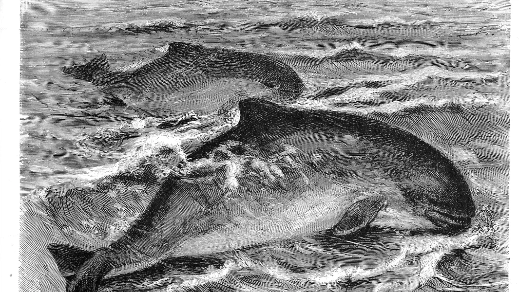 10 animals that kill without survival need
