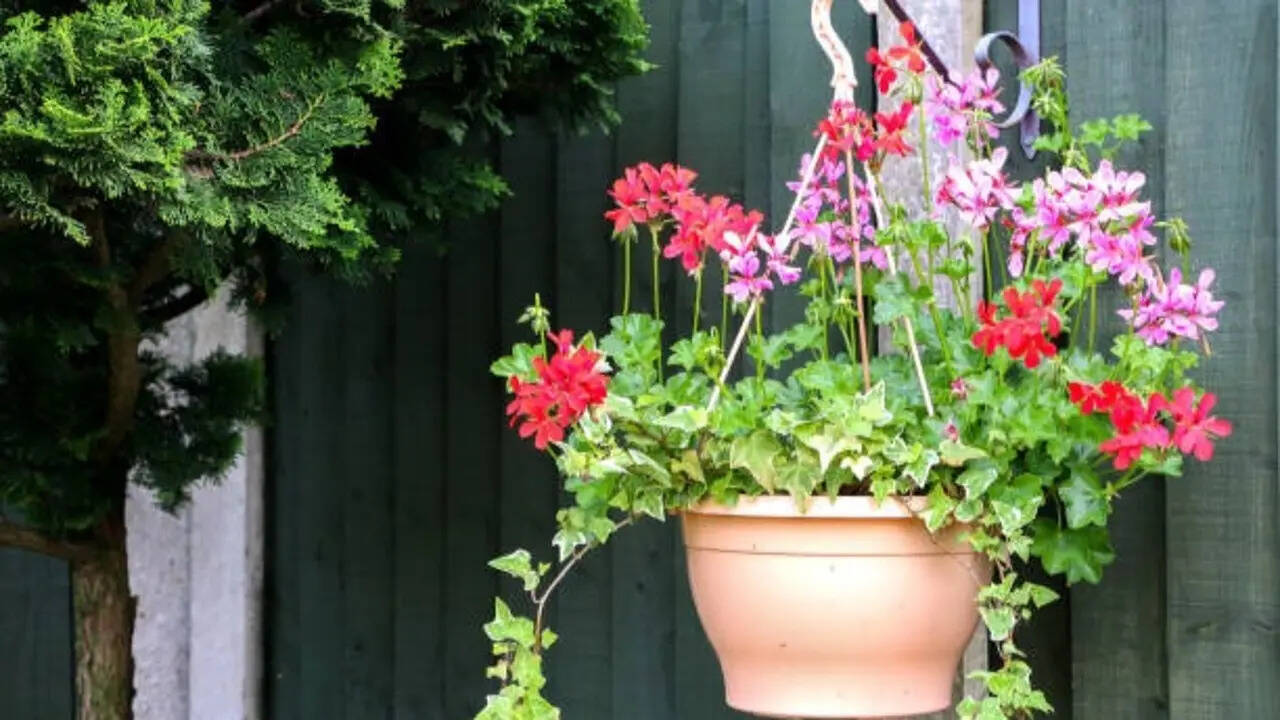 Hanging baskets turning thin: 7 smart care tips to keep them ...