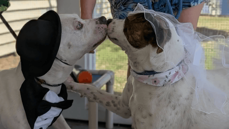 Wedding bells ring at Pitt County Animal Services, but there's a catch