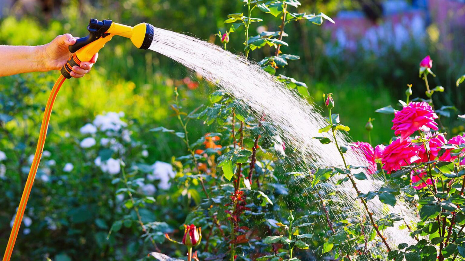 5 watering mistakes to avoid in summer