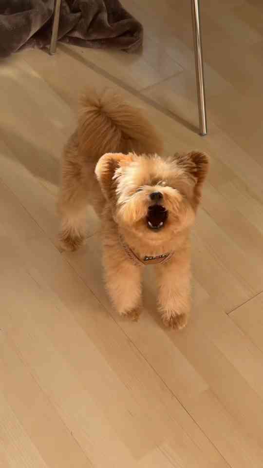 Watch tiny Pomapoo Barney enjoy a cute playtime