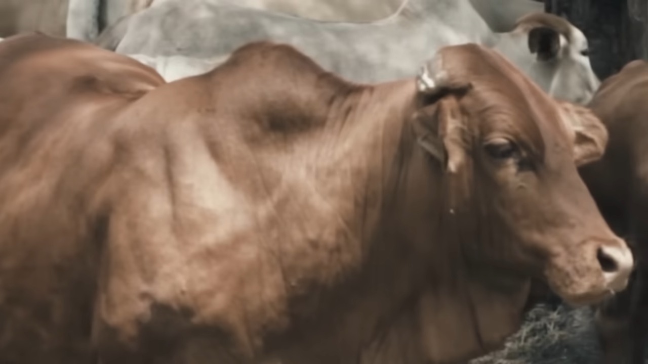 Why a dead bull with “completely white” organs was sent to one of ...