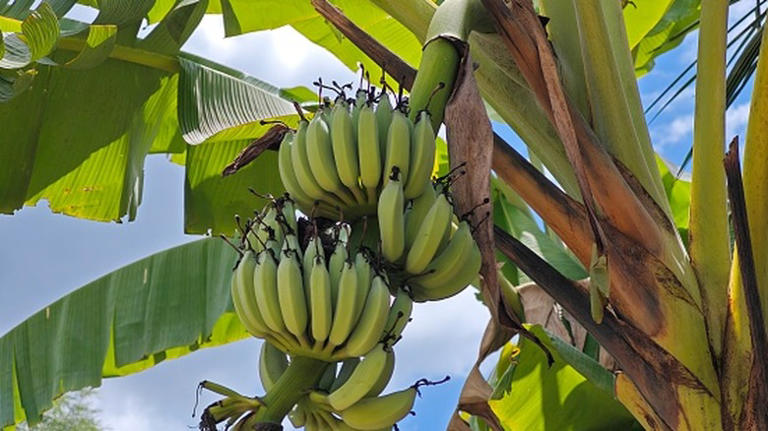 These 10 Home Depot fruit trees will bring new life to your garden
