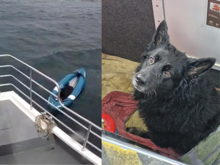 Frightened dog alone in dark North Sea: Watch how this German shepherd ...