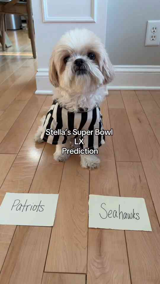 Stella predicts the Seahawks vs Patriots showdown