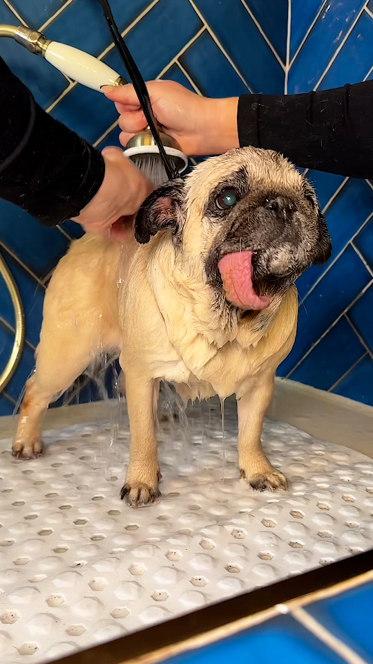 Senior dogs bath time 🥺