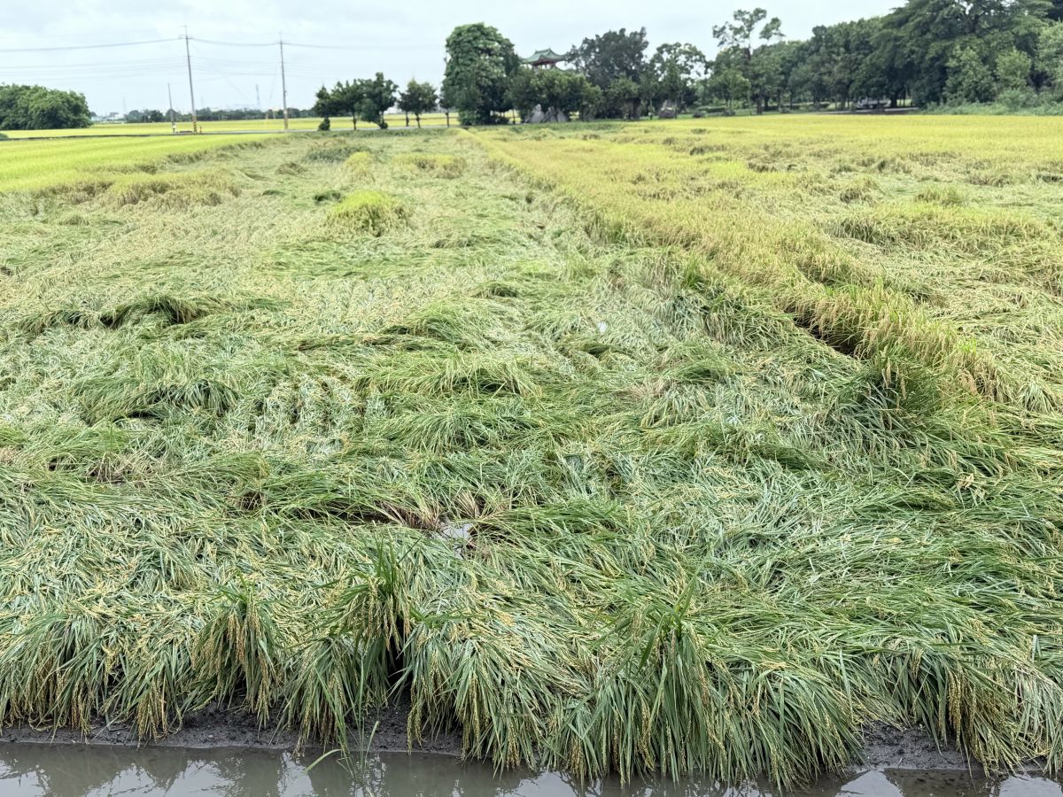豪大雨狂炸! 彰化水稻、花生、葡萄、芒果泡水災情擴大