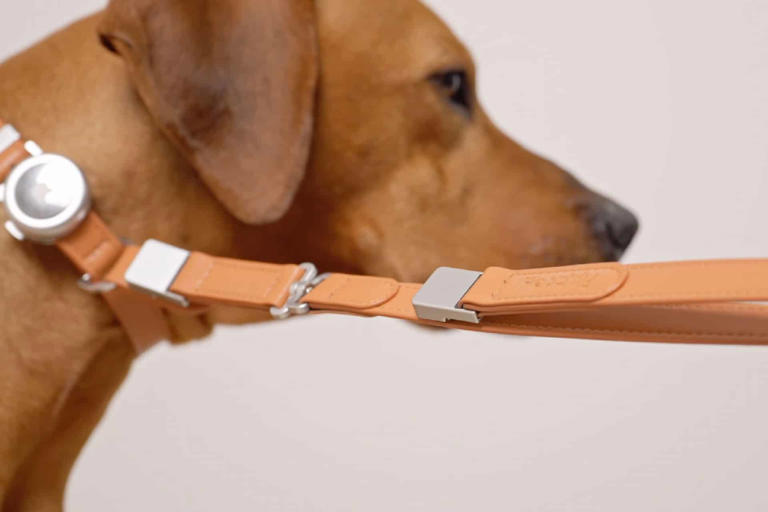 Cette start-up allemande a réinventé la laisse de A à Z, et le résultat ...