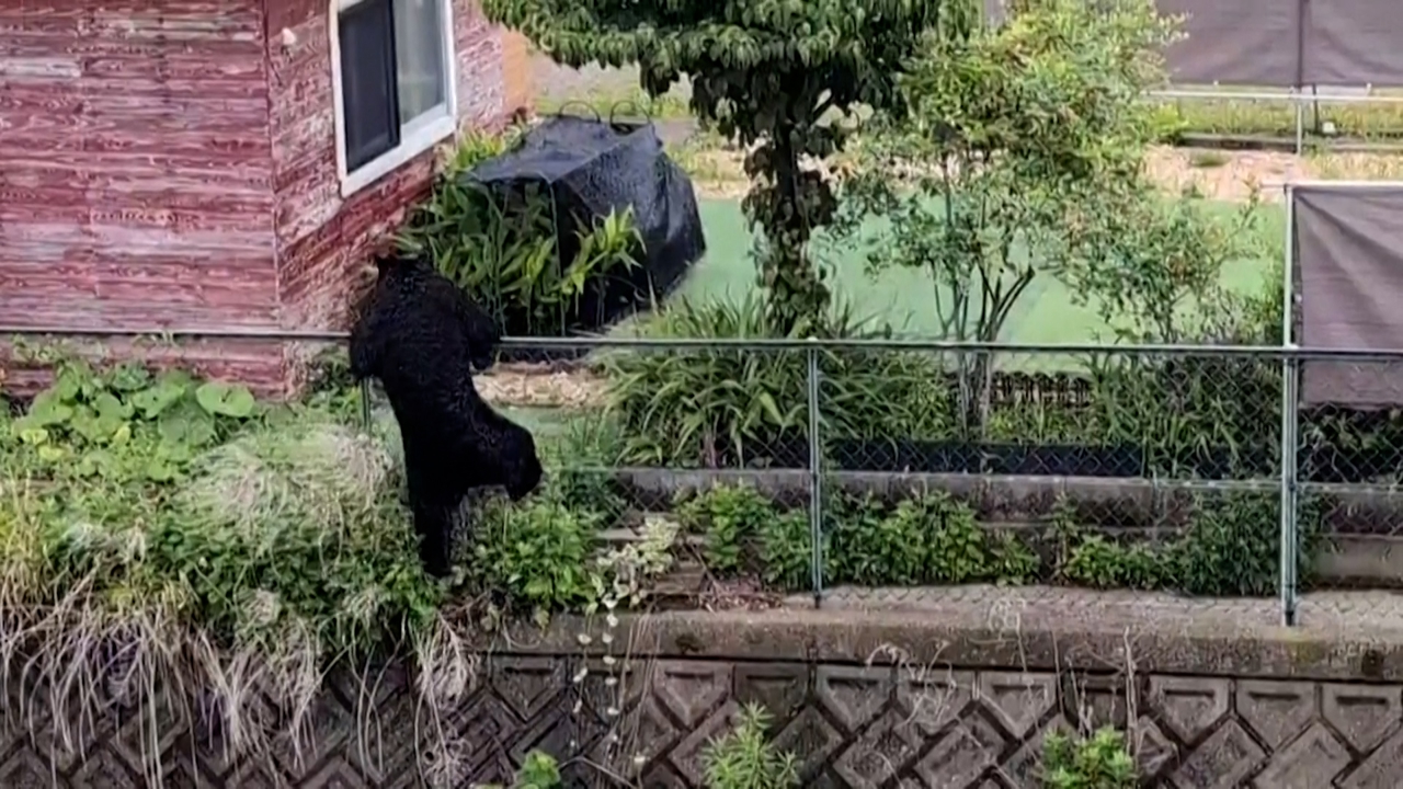 Japan city still on alert for wild bears