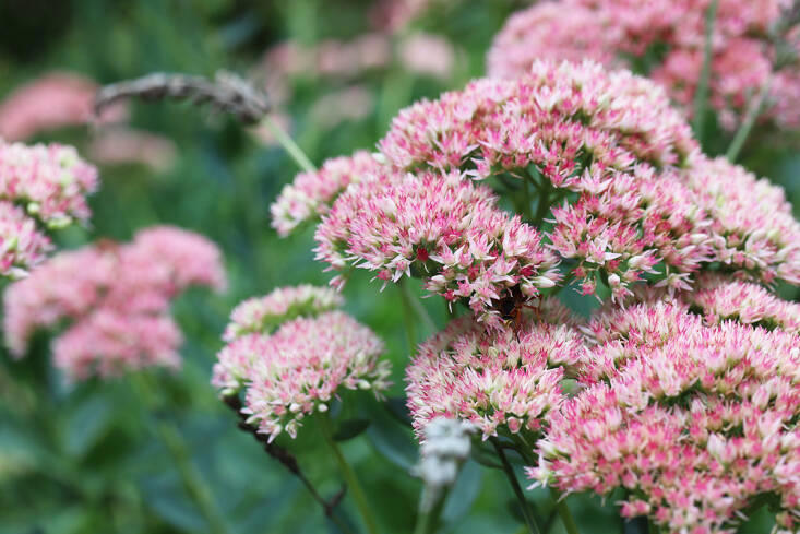 10 things nobody tells you about sedum
