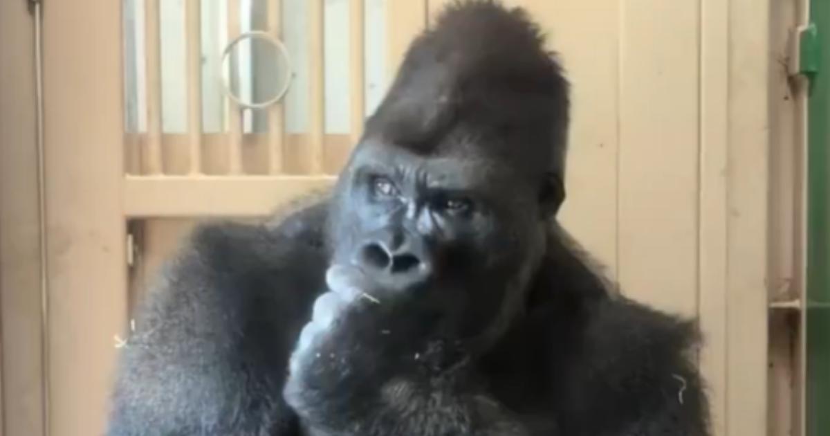 Japan gorilla Kiyomasa goes viral for human-like 'thinking pose' after ...