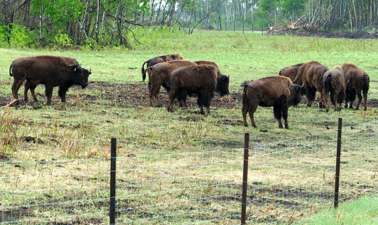Star Blanket Cree Nation welcomes return of bison with new herd