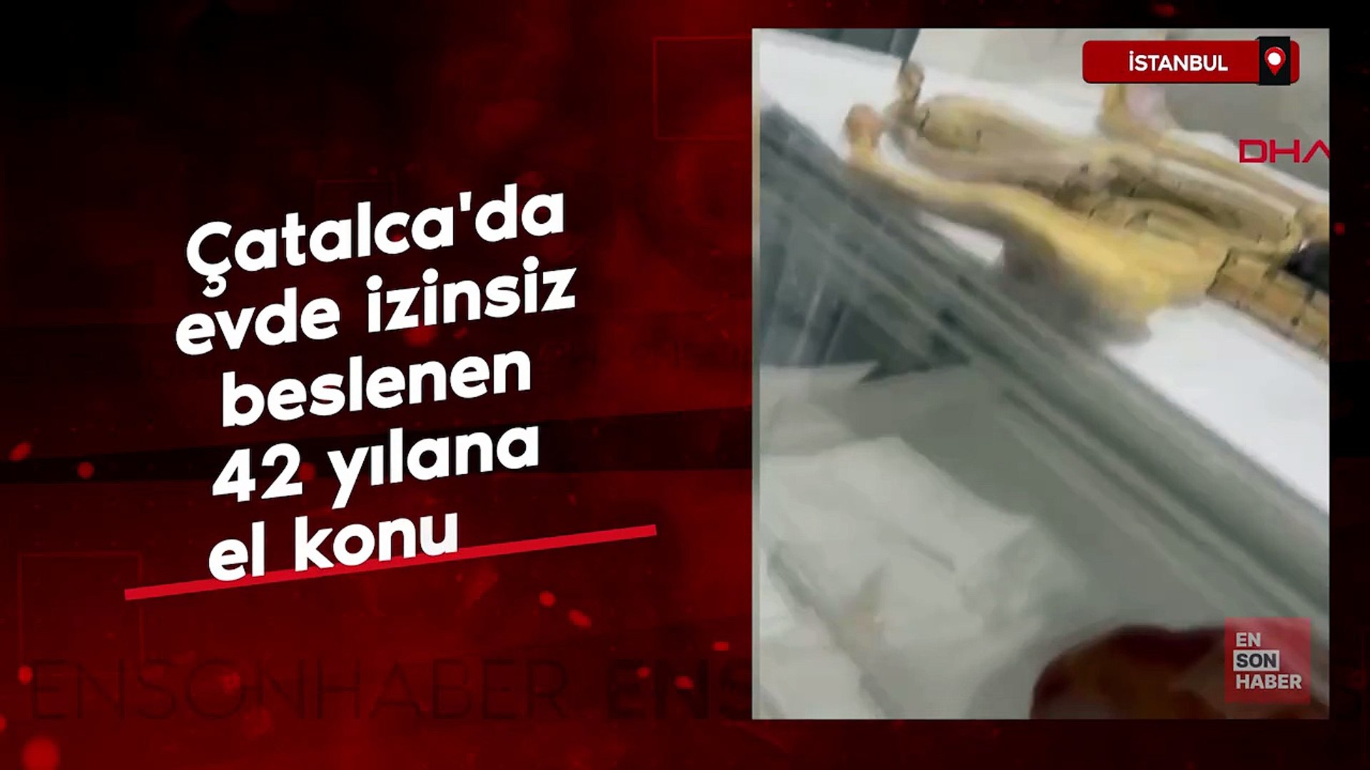 İstanbul Çatalca'da evde izinsiz beslenen 42 yılana el konuldu