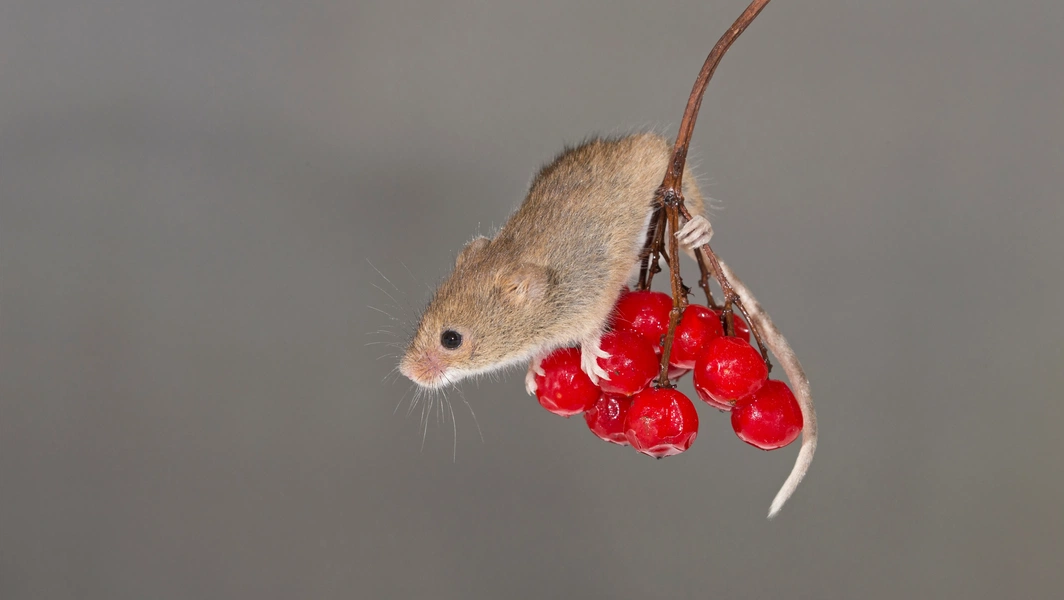 Preventing mice by eliminating food, water, and shelter