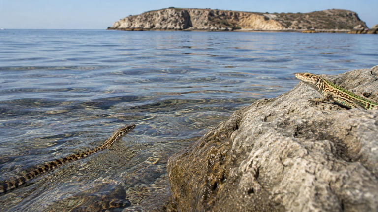 Swimming snakes are threatening Ibiza's native lizards, and scientists ...