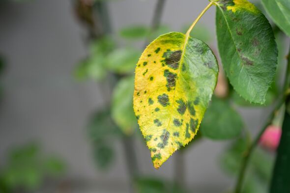 Stop black spot infecting roses by spraying leaves with one item