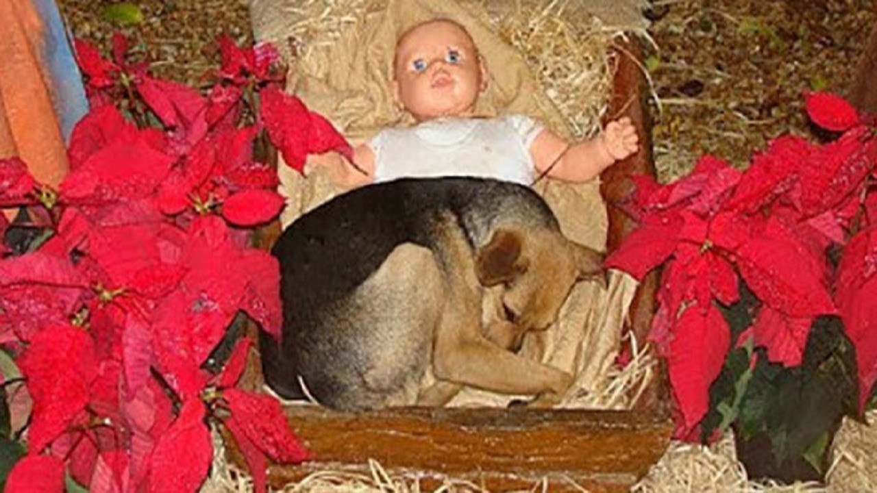 Helpless puppy had nowhere to go, so he found warmth in a nativity ...