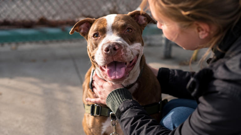 Shelter dog's life changes forever when police officer makes an ...