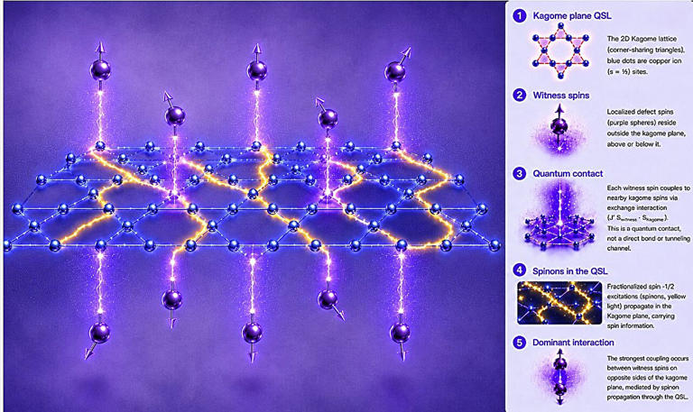 Quantum witness technique reveals spinons in quantum spin liquid candidate