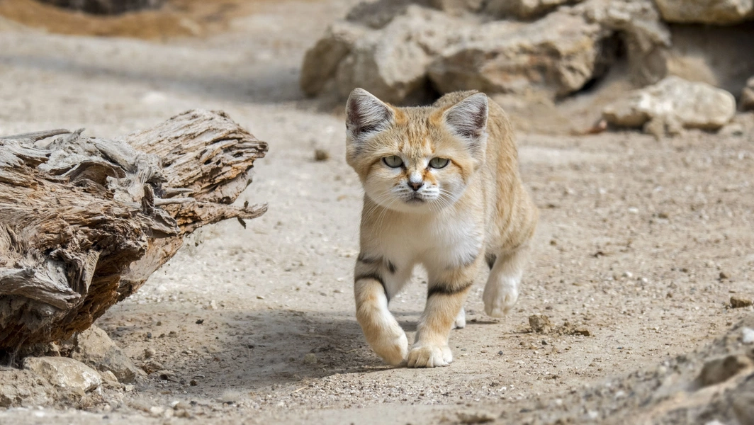 15 astounding photos of nature's wild side