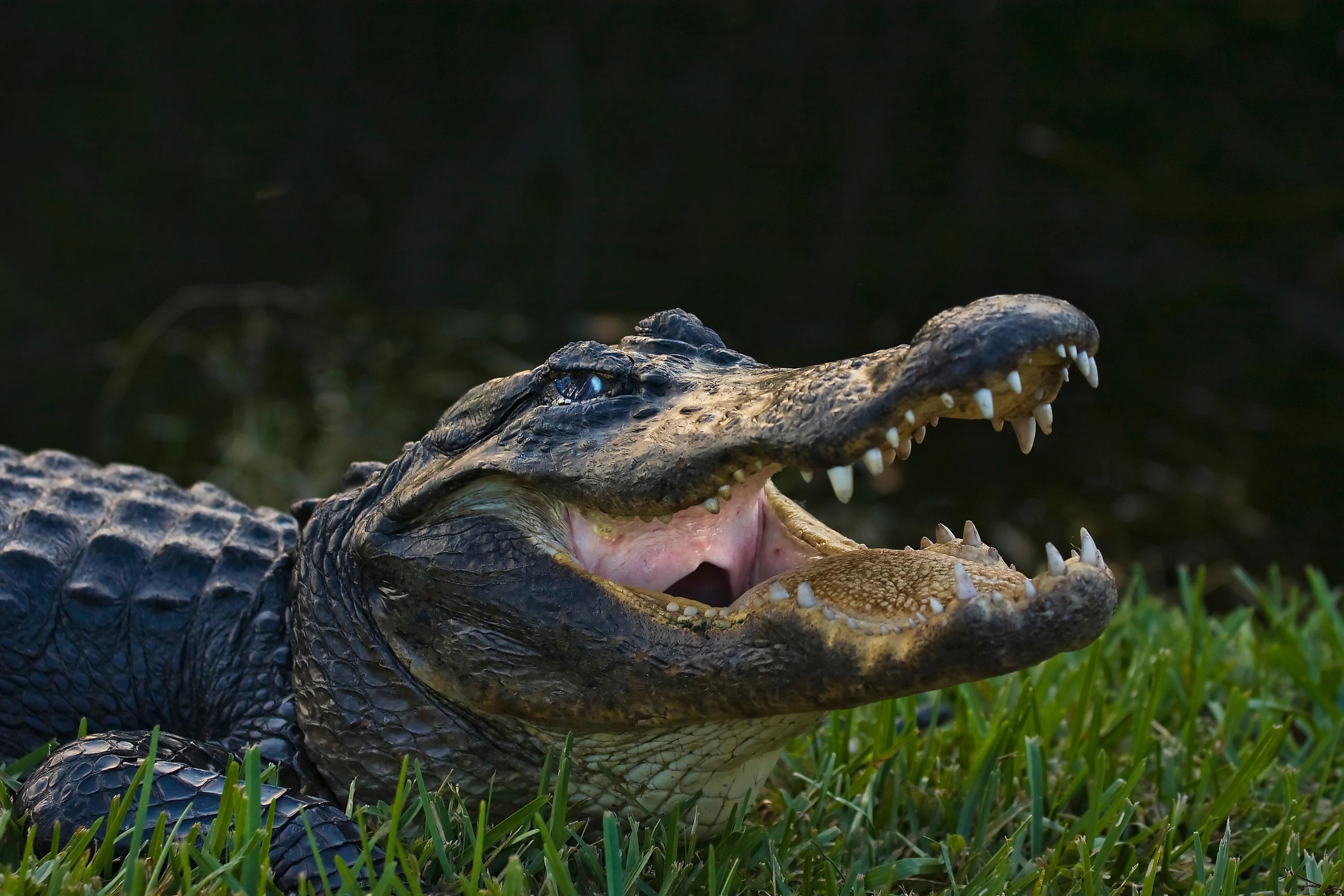 Un alligator s’en prend à un délinquant passablement ivre poursuivi par ...