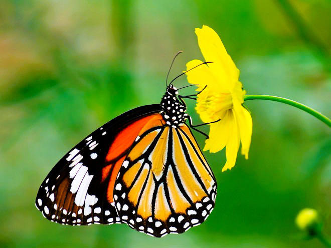 The 120-million-year-old genetic cheat sheet of butterfly evolution