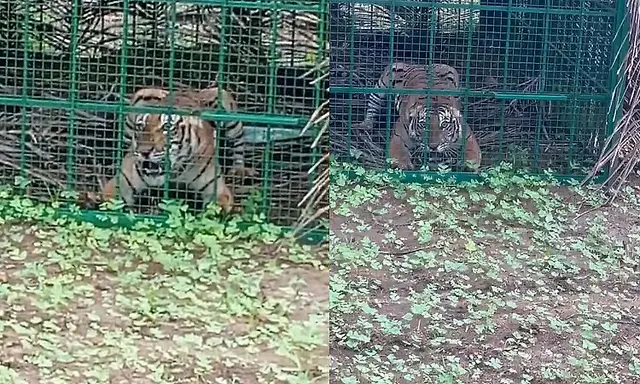 Hunsur: Elusive tiger finally trapped, bringing relief to villagers