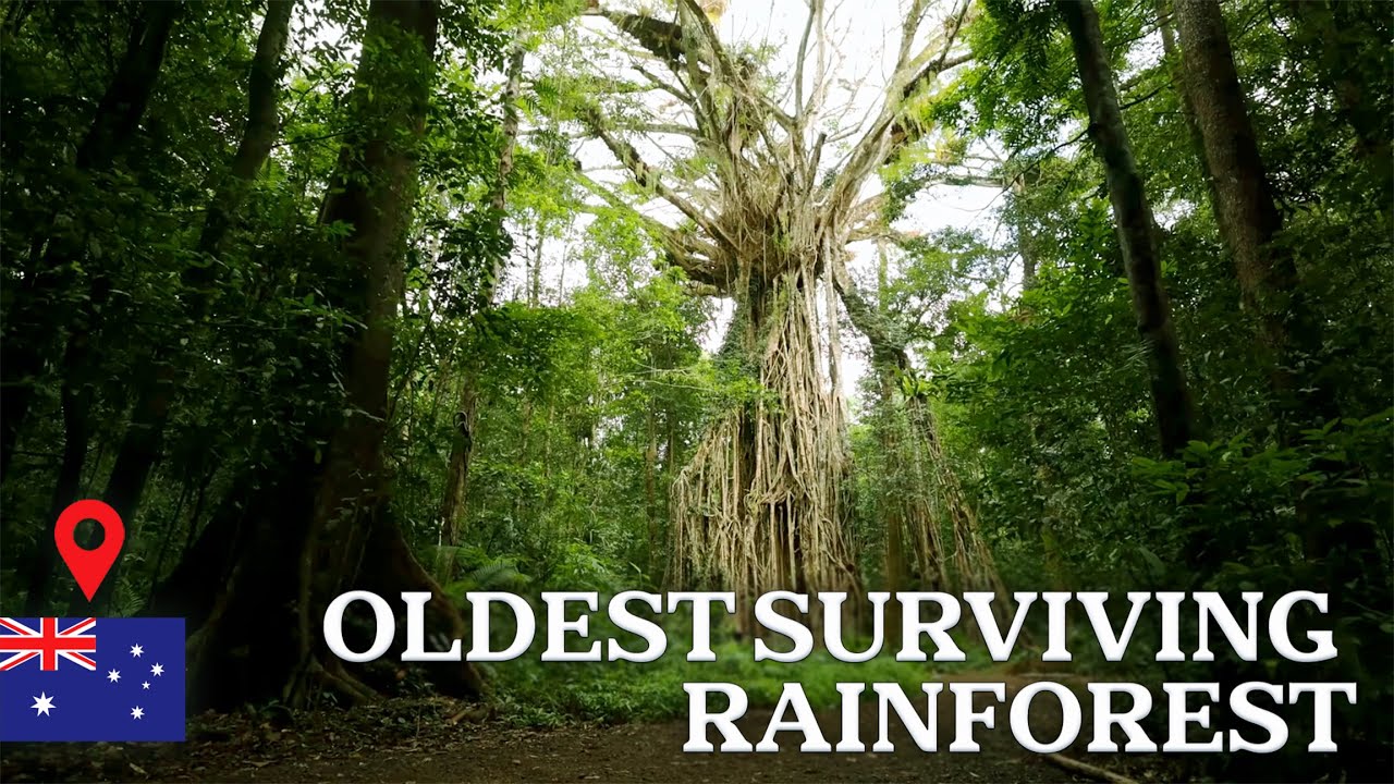 Exploring Australia's 180 million year old jungle: Daintree Rainforest