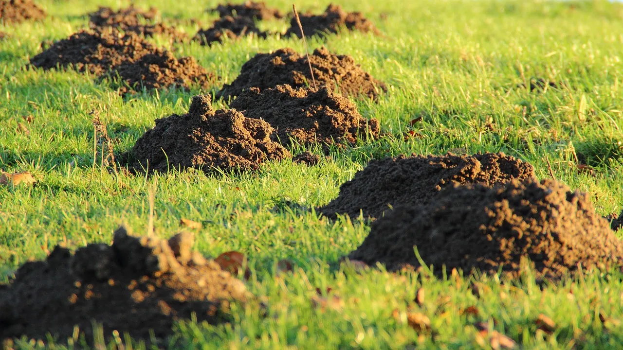 The Plant Gardening Experts Are Replacing Their Lawn With To Benefit ...