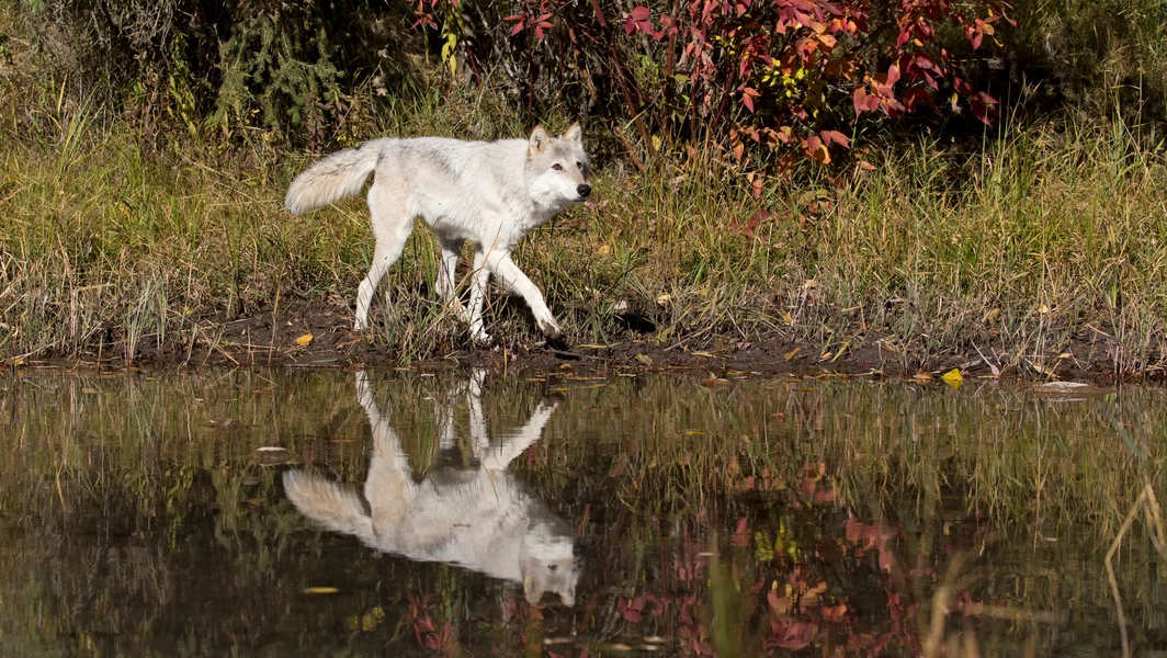 9 US states with notable wolf populations and recovery efforts
