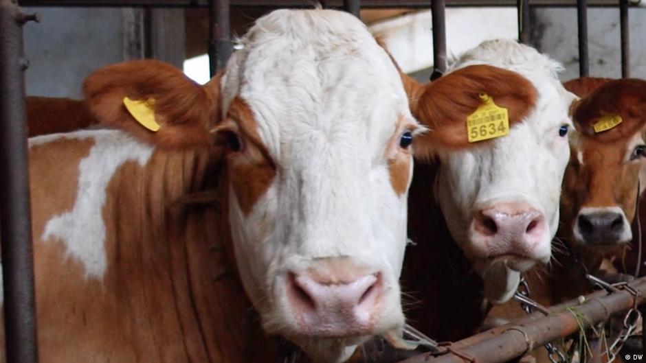 AI monitors animal health 24/7