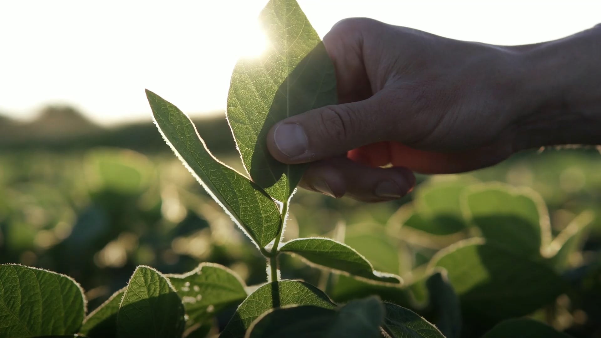 How to keep your garden thriving all summer long