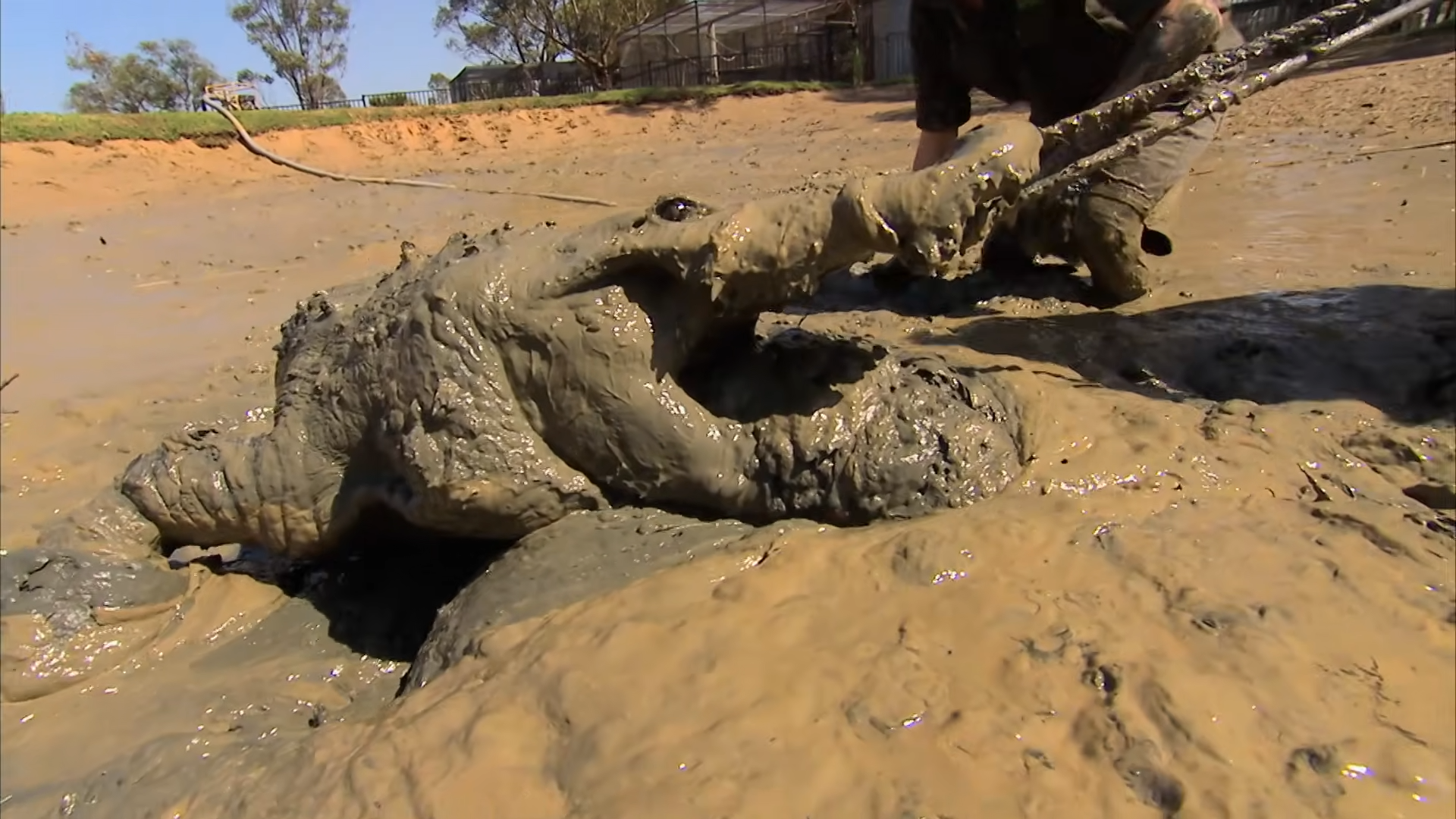 Watch a 660-pound alligator lock itself in mud - then keepers step in ...