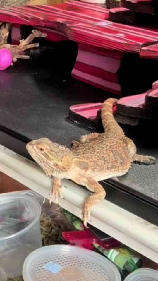 Bearded dragon moments that show off incredible character