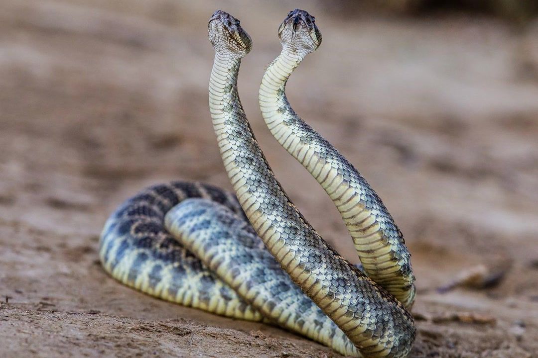 World Cup camps warned over snake hazard