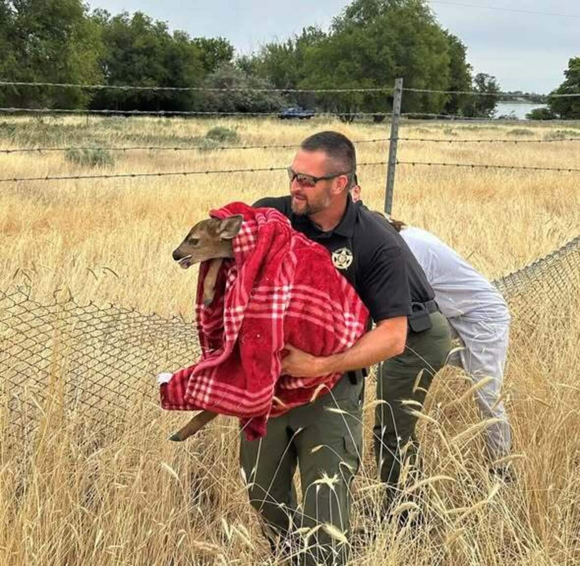 Eastern WA sheriff leads adorable fawn rescue along Tri-City highway