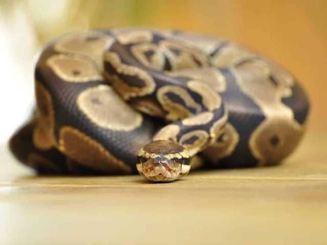 Python causes panic among workers in Telangana