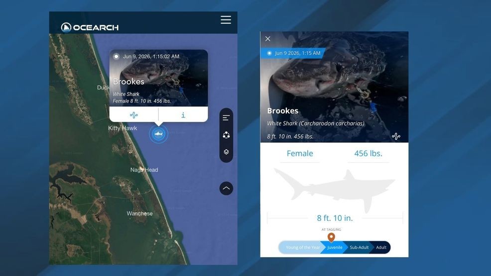 OCEARCH tracker shows tagged shark Brookes pinging just off the North ...